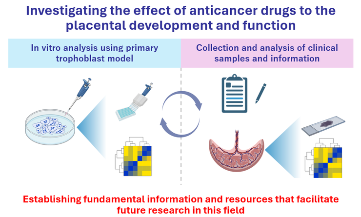Investigation of the effects of anticancer drugs on placental ...